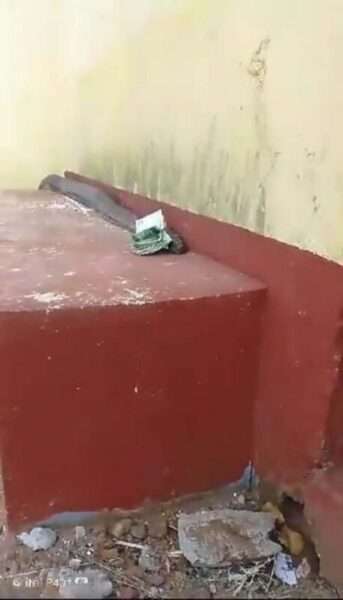 Cash-Spitting Python Causes Stir | Zim Trending