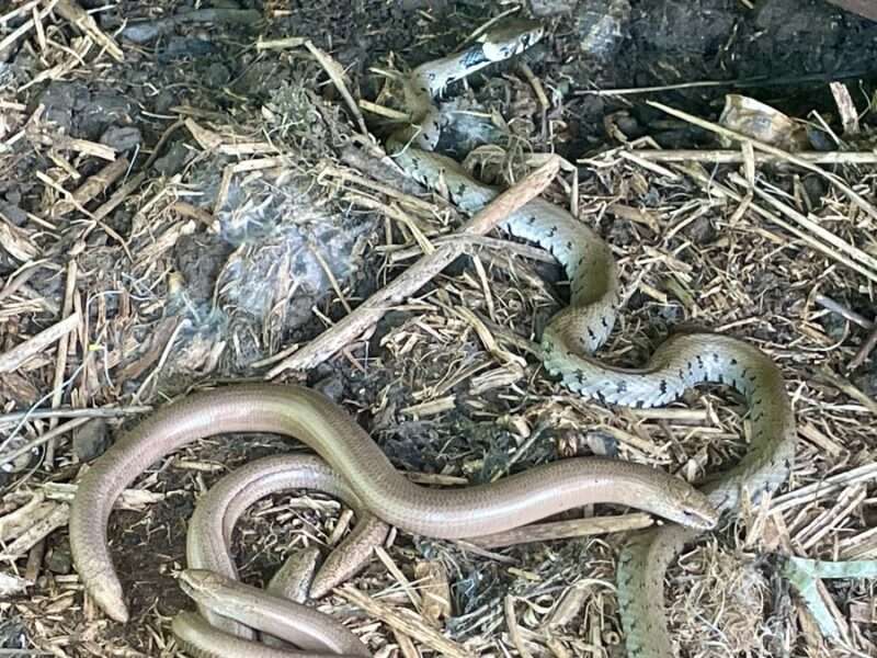 Sangoma Shows Off Snake That He Uses to Heal Clients | Zim Trending